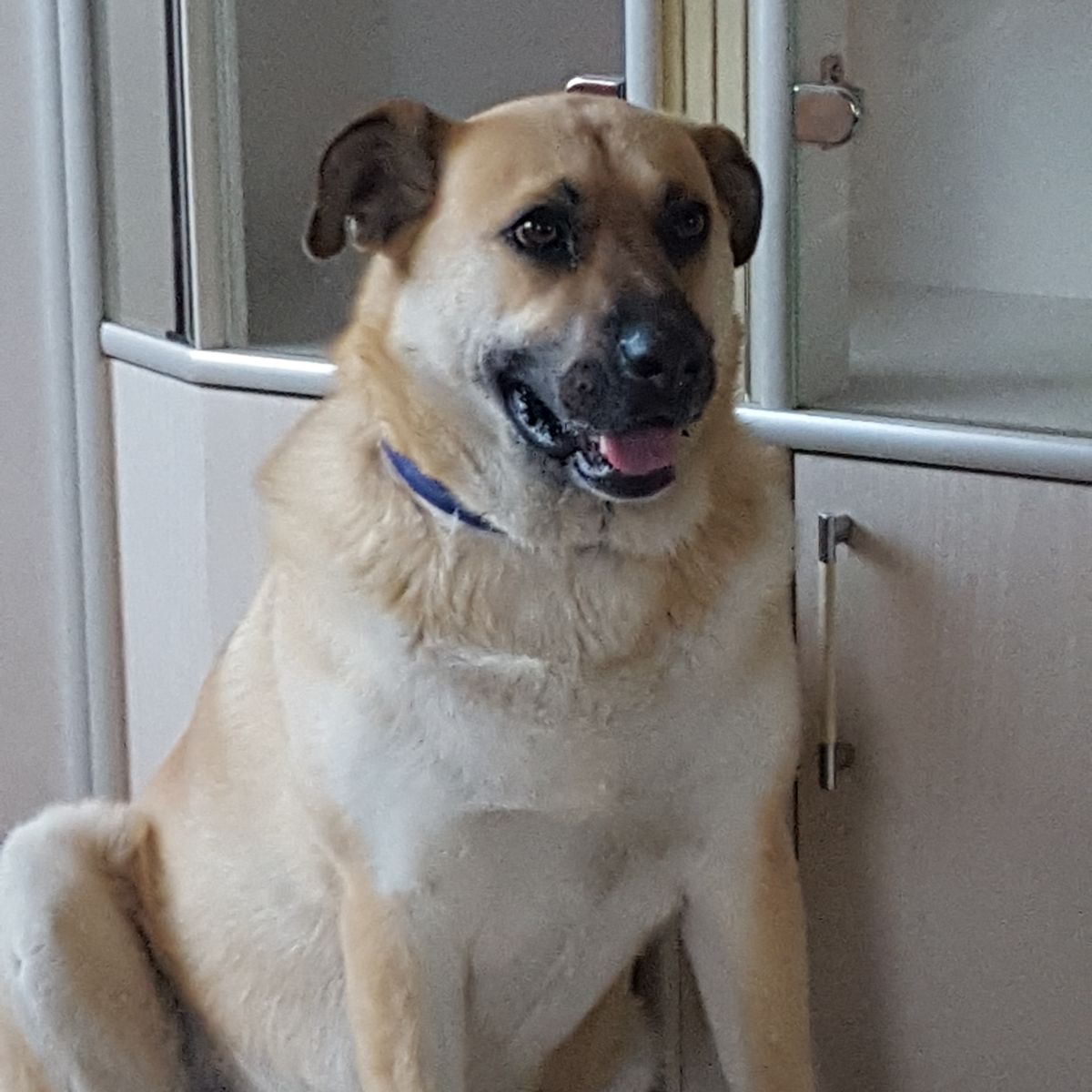 Timot | Tierheim Fulda - Hünfeld e.V.