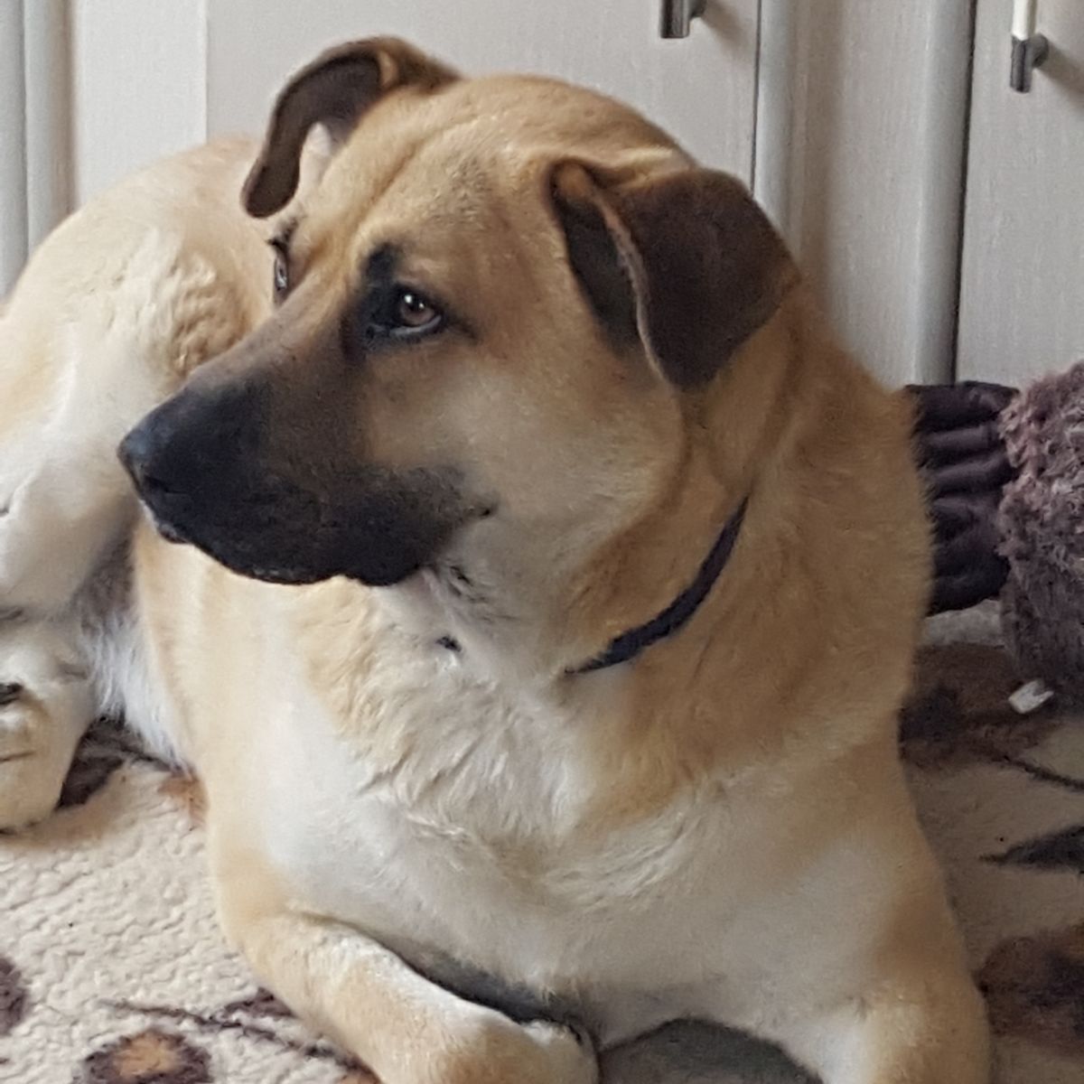 Timot | Tierheim Fulda - Hünfeld e.V.