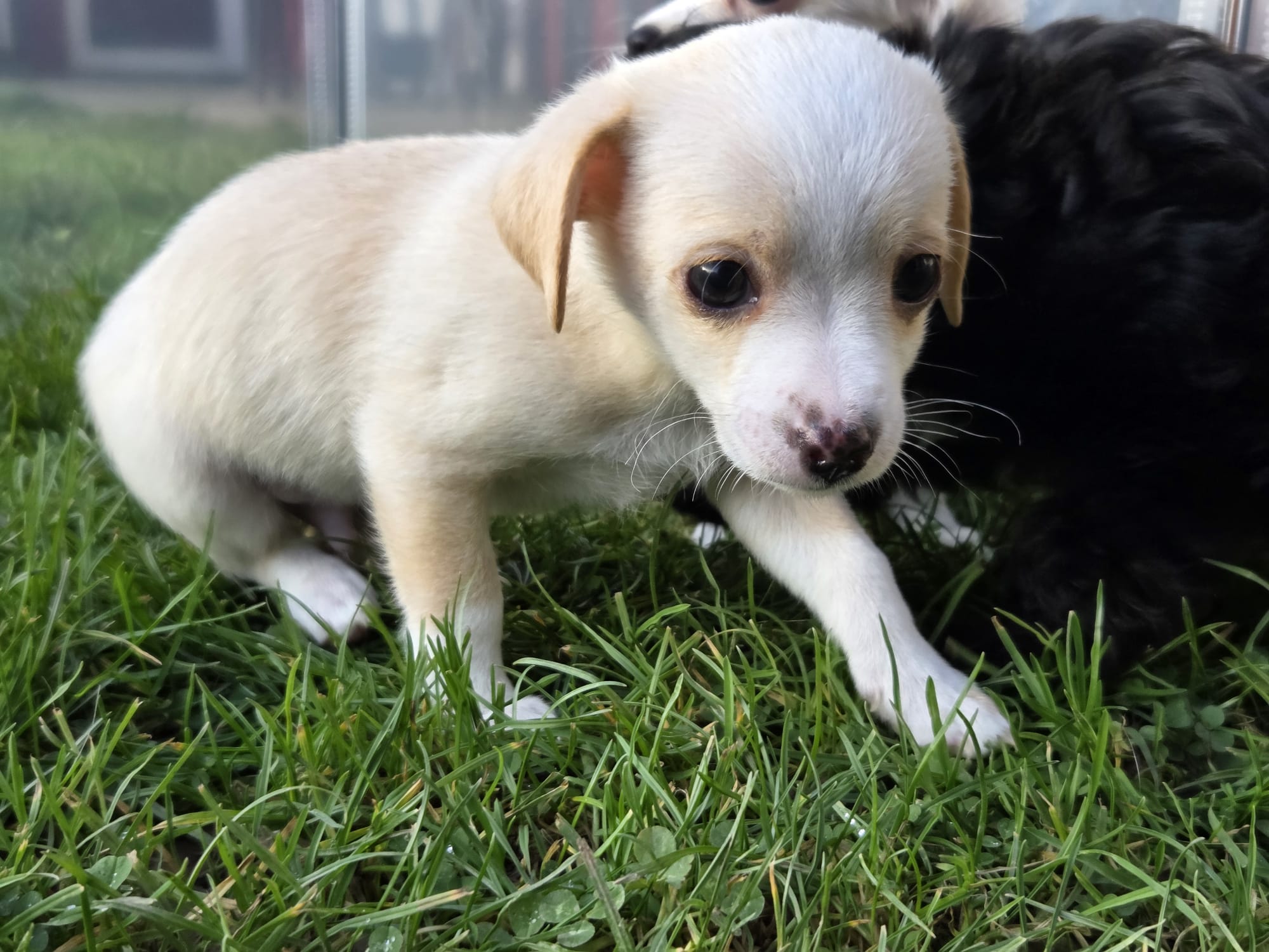 Rayen | Tierheim Fulda - Hünfeld e.V.