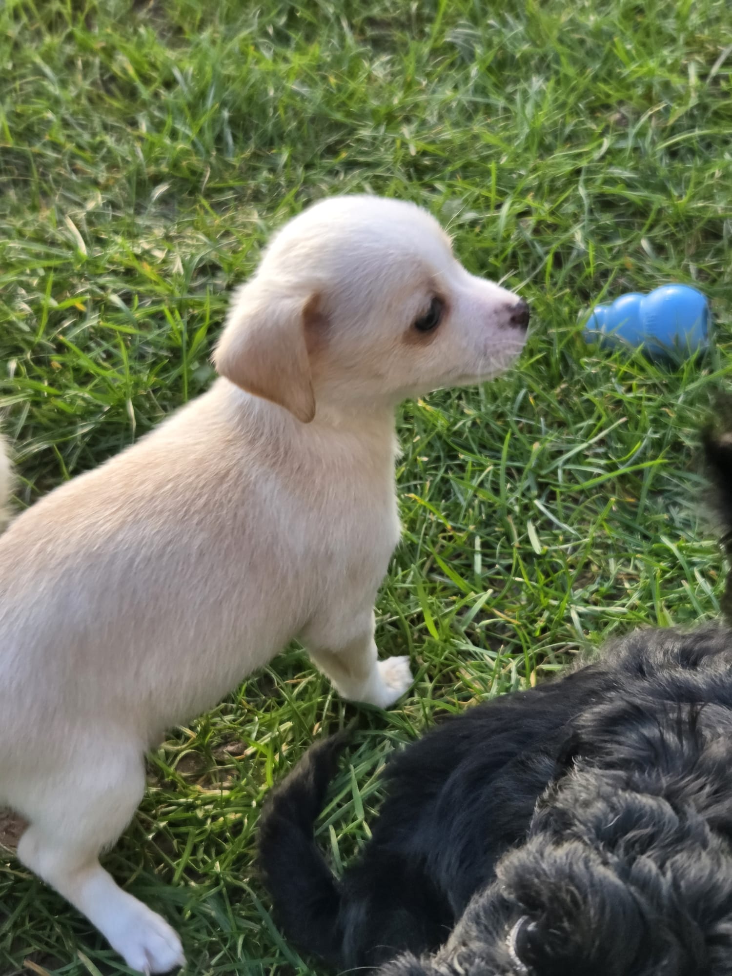 Rayen | Tierheim Fulda - Hünfeld e.V.