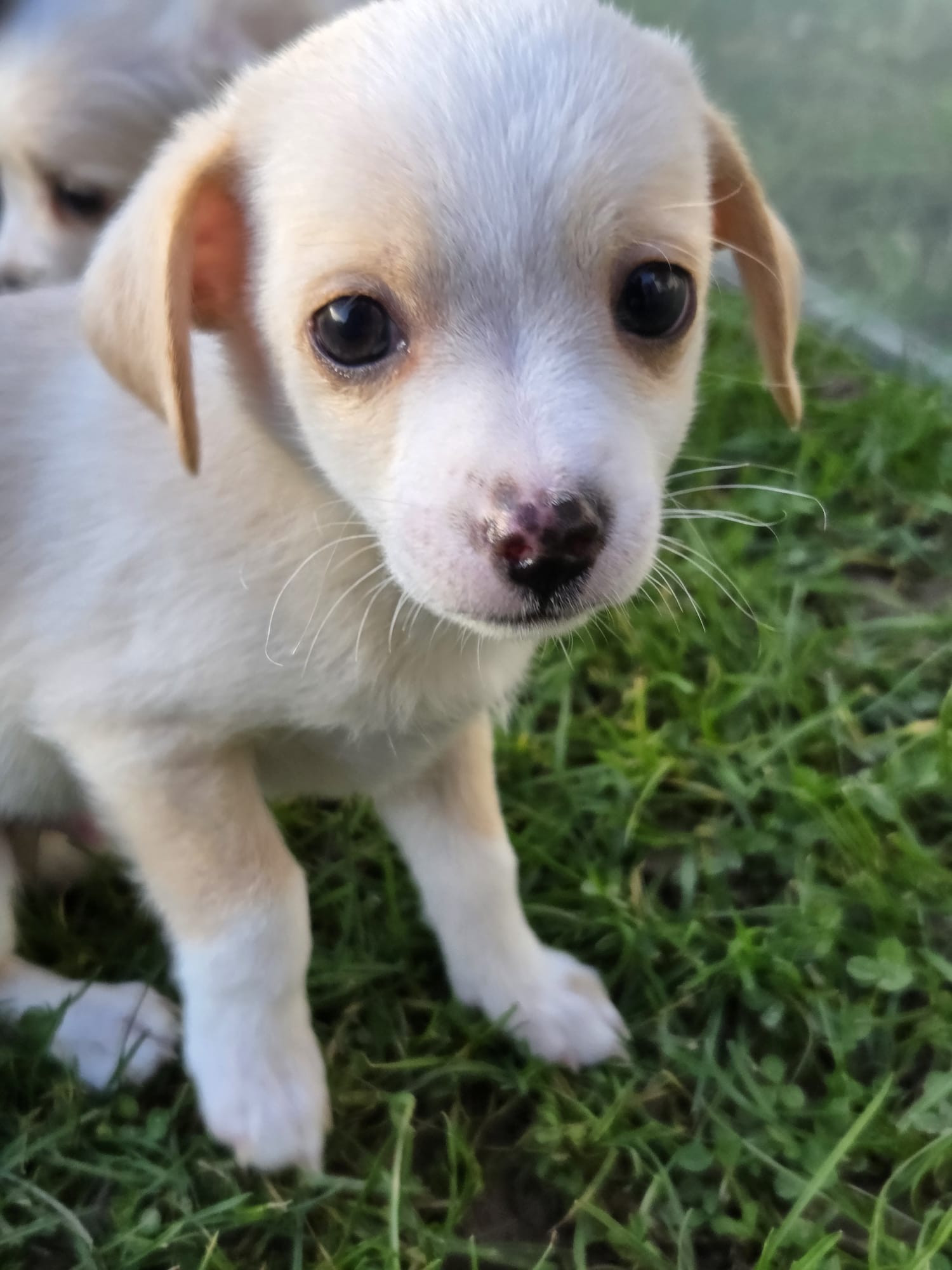 Rayen | Tierheim Fulda - Hünfeld e.V.